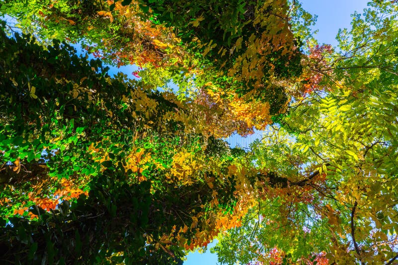 Vibrant Autumn Colors on a Sunny Day in the Forest Stock Image - Image ...