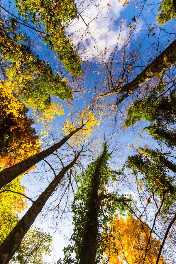 Vibrant Autumn Colors on a Sunny Day in the Forest Stock Image - Image ...