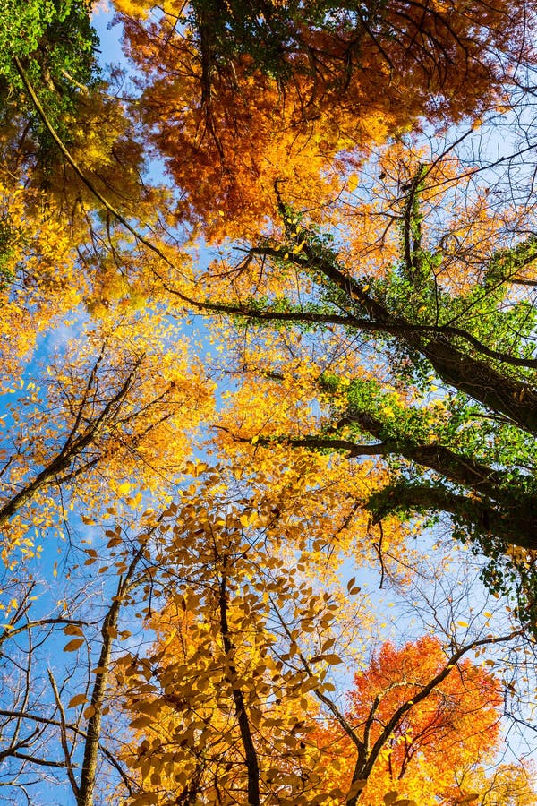 Vibrant Autumn Colors on a Sunny Day in the Forest Stock Photo - Image ...