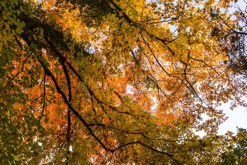 Vibrant Autumn Colors on a Sunny Day in the Forest Stock Photo - Image ...