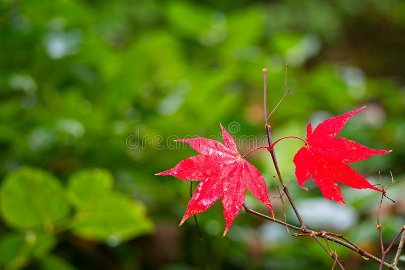 Vibrant autumn colours stock image. Image of close, beautiful - 165068813