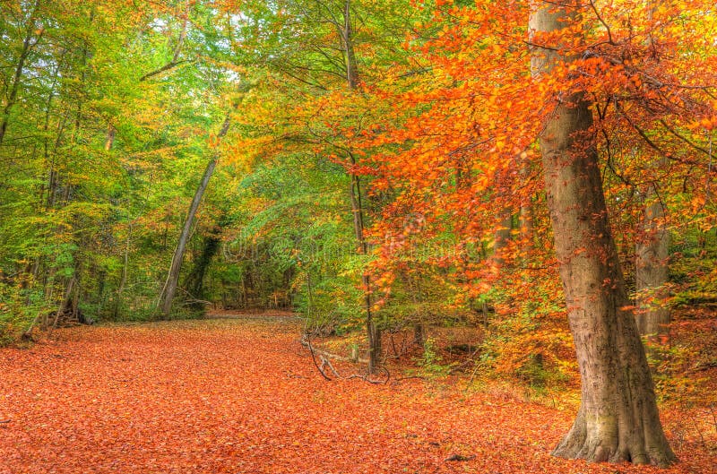 Vibrant Autumn Fall Forest Landscape Image Stock Image - Image of ...