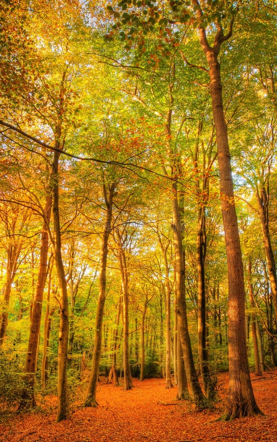 Vibrant Autumn Fall Forest Landscape Image Stock Photo - Image of ...