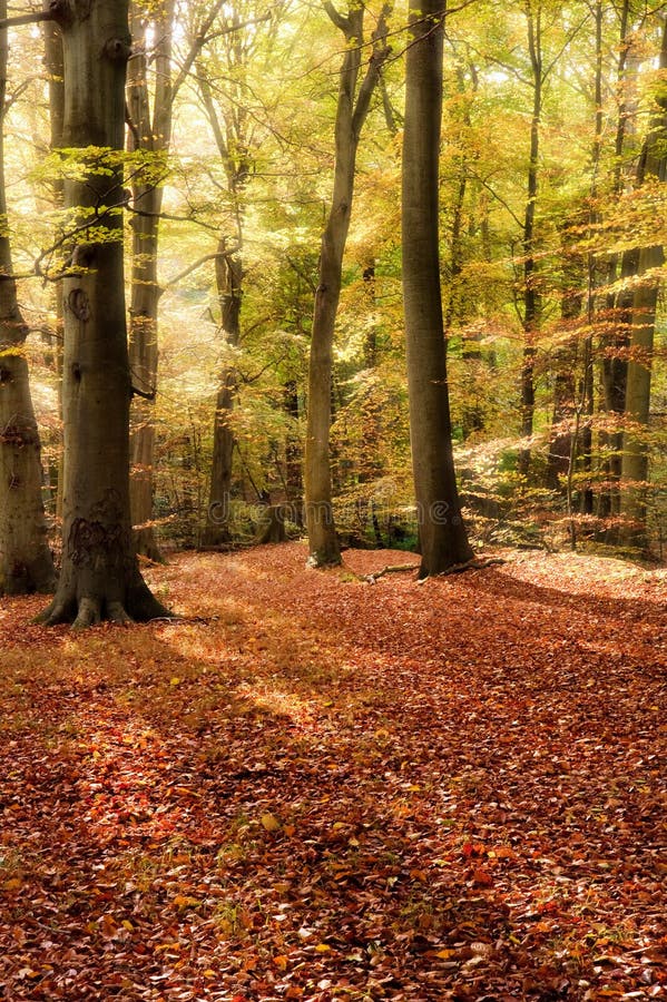 Vibrant Autumn Fall Forest Landscape Image Stock Photo - Image of ...