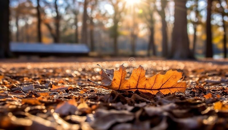 Vibrant Autumn Forest, Leaves Falling, Nature Beauty in Close Up ...