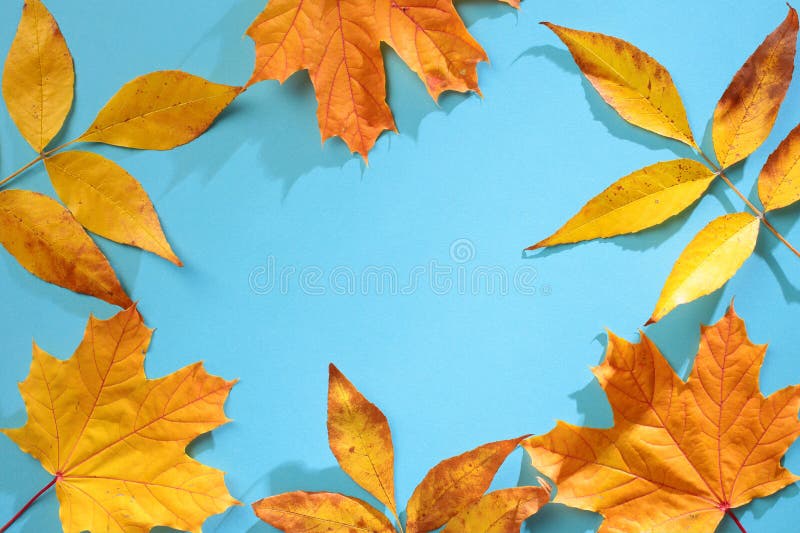 Vibrant Autumn Leaves Frame on a Bright Blue Background. Autumn, Fall ...