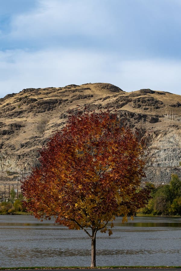 Colorful Autumn Maple Tree Surrounded by the Columbia River, Hills and ...