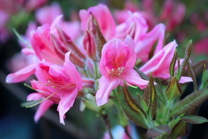 Vibrant Azalea Flowers in Full Bloom on a Shrub Stock Photo - Image of ...