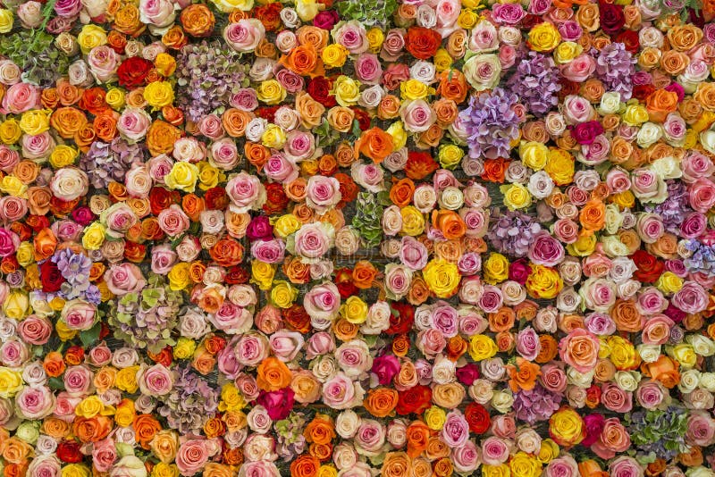 Vibrant Backdrop of Blooming Roses in Various Colors Stock Photo ...
