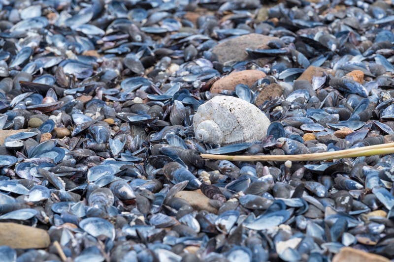 Seashells and Pebbles on the Beach, Showcasing Coastal Marine Life ...