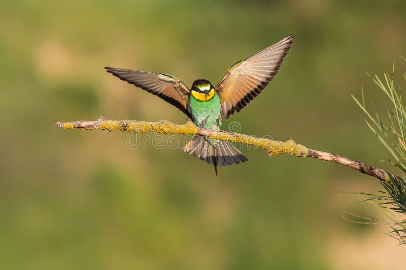 Vibrant Bee-eater during Mating Season on a Branch in the Wild Stock ...