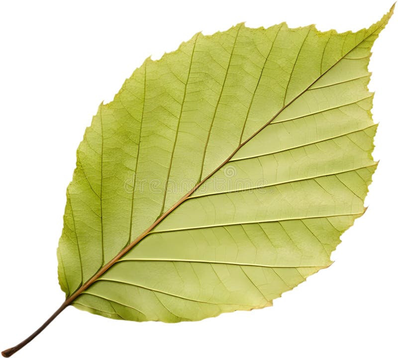 Vibrant Beech Tree Leaves, Elegant Botanical Clipart. Stock ...