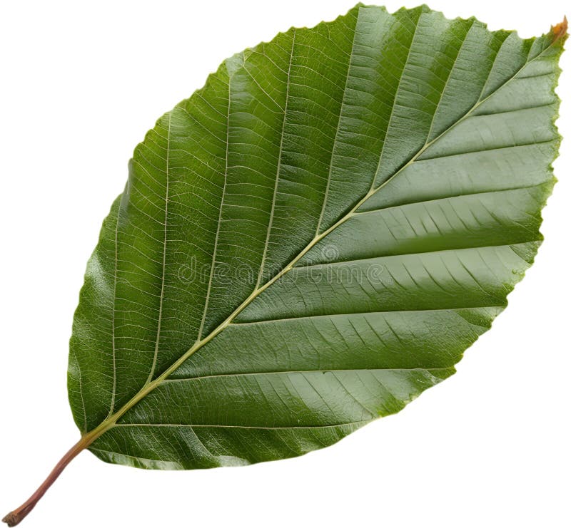 Vibrant Beech Tree Leaves, Elegant Botanical Clipart. Stock ...