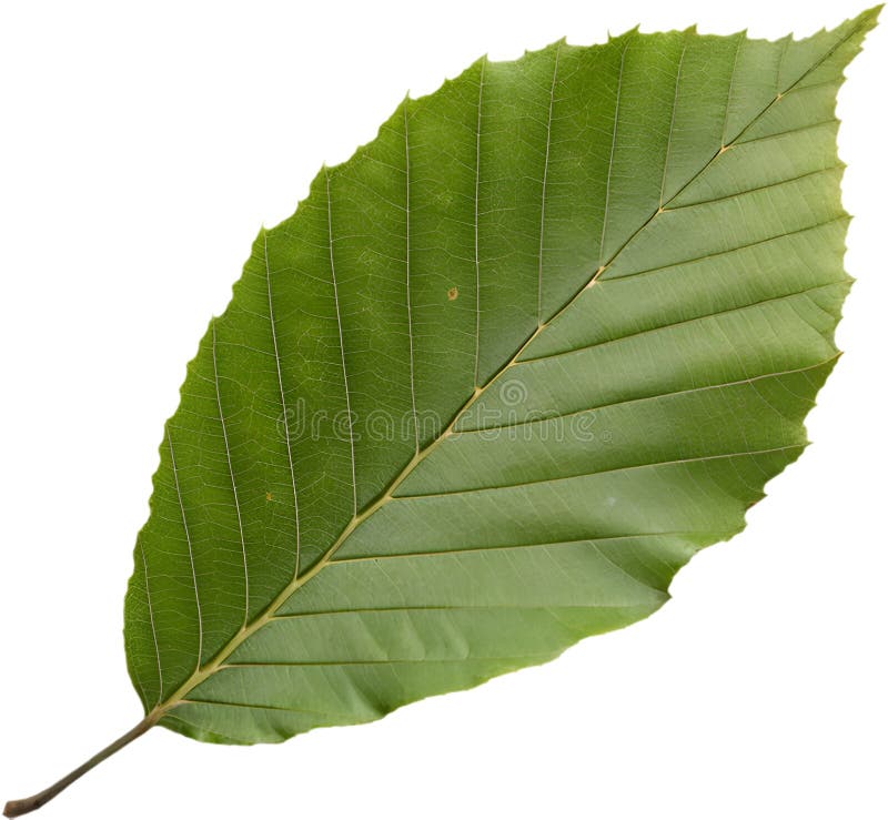 Vibrant Beech Tree Leaves, Elegant Botanical Clipart. Stock ...