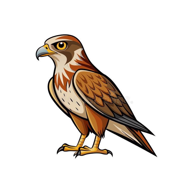 Vibrant Bicolored Hawk Bird Detailed Illustration Stock Illustration ...