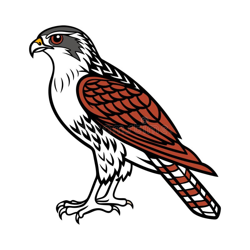 Vibrant Bicolored Hawk Bird Detailed Illustration Stock Illustration ...