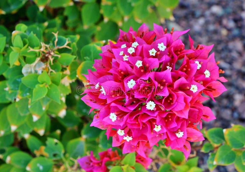 Vibrant Blossoming Bugambilia Flower Stock Image - Image of floral ...