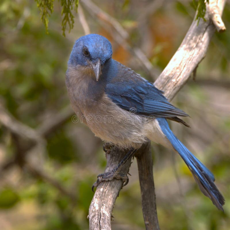 A Bird is Perched on a Tree Branch in the Forest Stock Photo - Image of ...