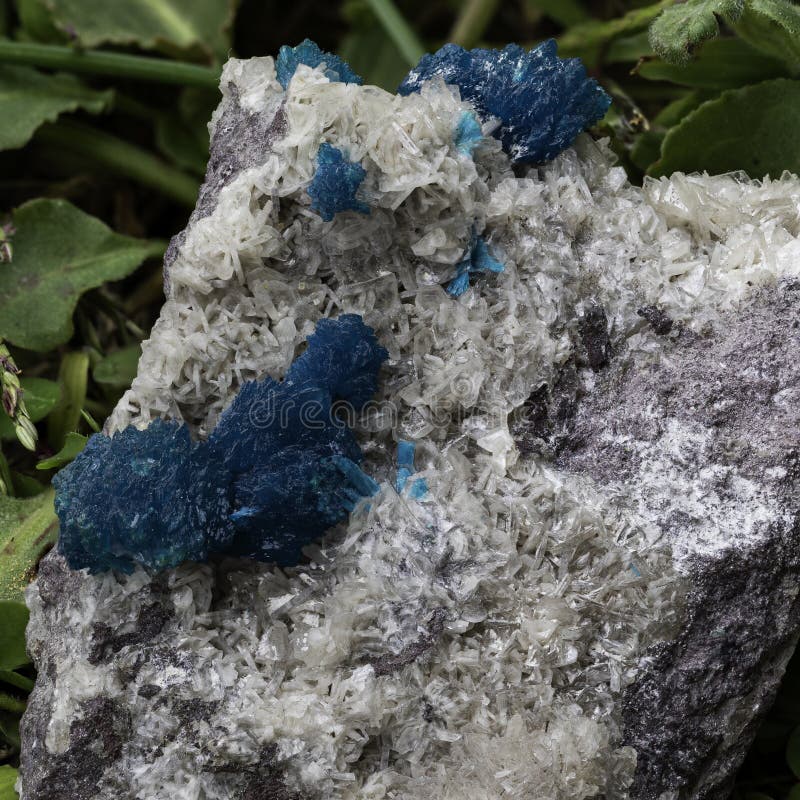 Vibrant Blue Cavansite Crystals on a Contrasting White Matrix in ...