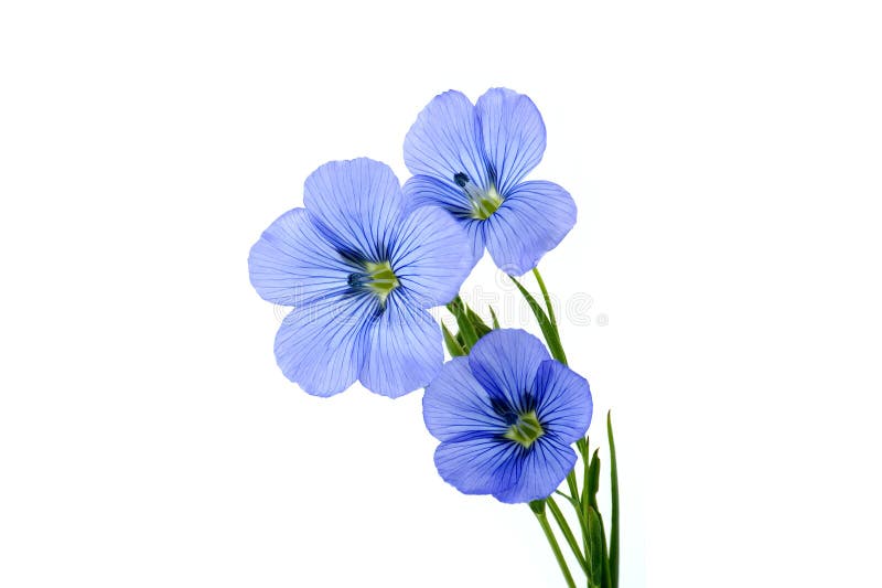 Vibrant Blue Common Flax Flower in Close Up Stock Image - Image of ...