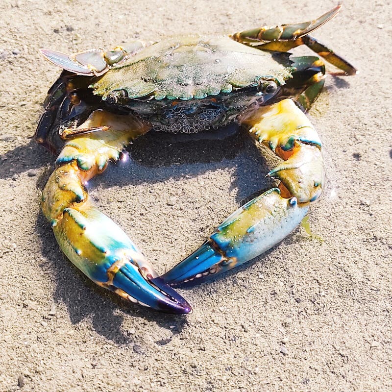 Vibrant Blue Crab on Wet Sandy Beach Stock Photo - Image of blue, crab ...