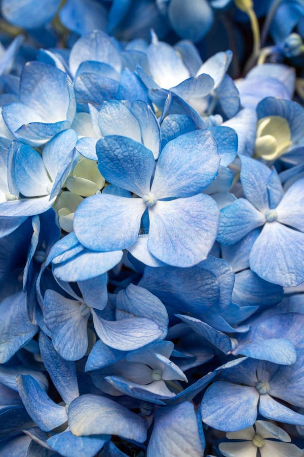 Vibrant Blue Hydrangea Blooms Close-up in Full Bloom Stock Photo ...