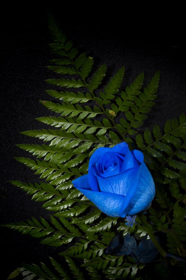 Single Blue Rose Stock Images - Download 4,621 Royalty Free Photos