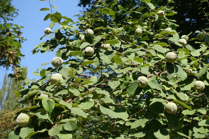 Vibrant Blue Sky and Fruits in the Leafage of Quince Tree in September ...