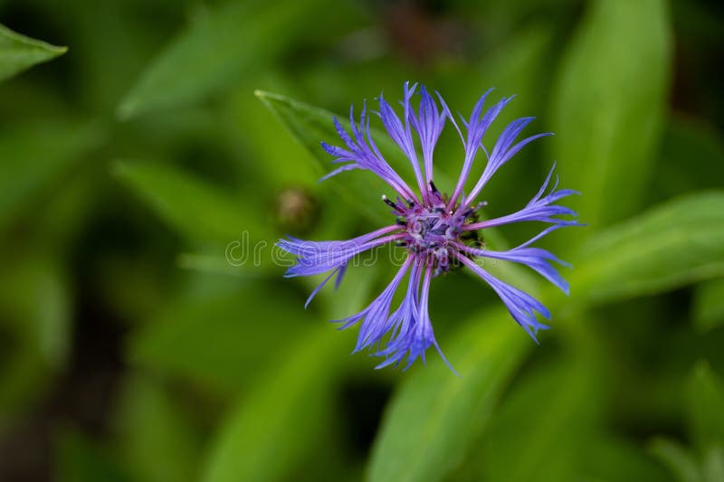 Vibrant Blue Spike Flower Surrounded by Lush Green Foliage Stock Photo ...