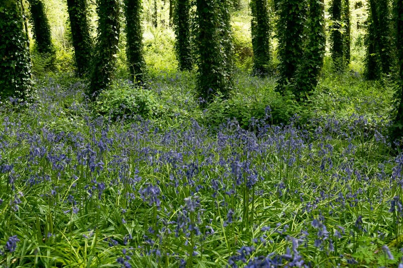 Vibrant Bluebells Bloom in a Forest Surrounded by Lush Greenery and ...