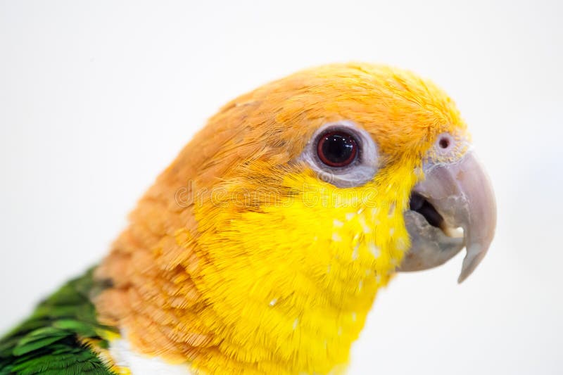 Vibrant and bold we fly stock image. Image of bird, green - 67297085