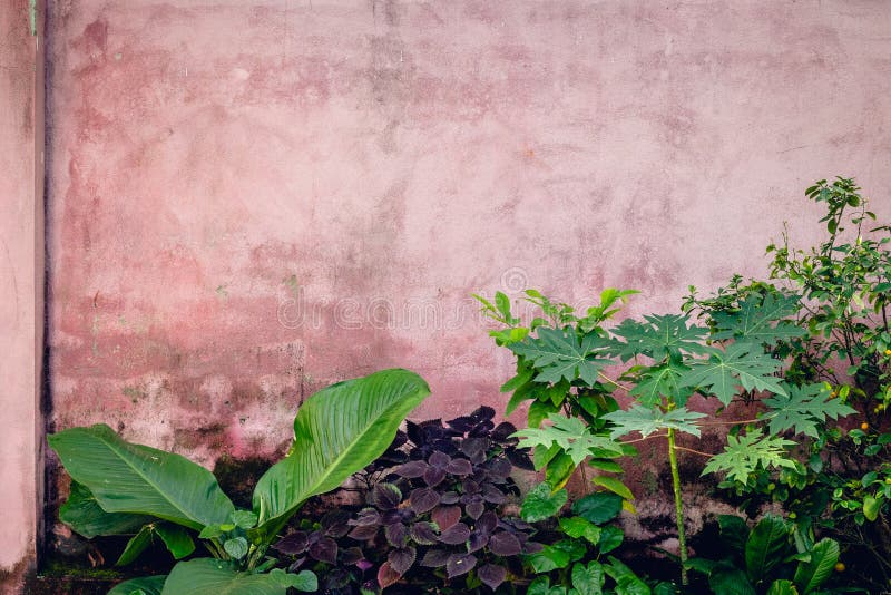 Vibrant Botanical Garden Against Aged Rustic Pink Wall Stock Image ...