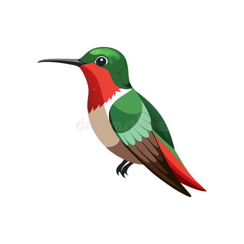 Vibrant Broad-tailed Hummingbird Bird Detailed Illustration Stock Image ...