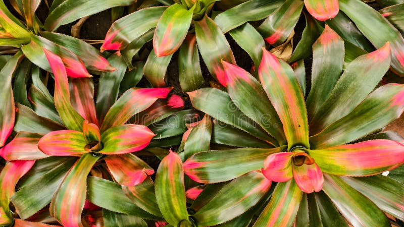 Colorful Bromeliad Garden stock image. Image of design - 391138053