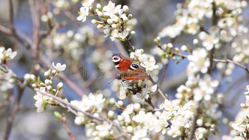 A Colorful Butterfly with Intricate Eye Patterns Rests on Delicate ...