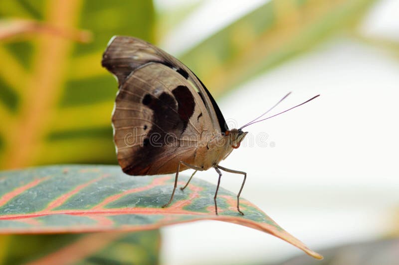 Vibrant Butterfly stock photo. Image of vibrant, rock - 74523258