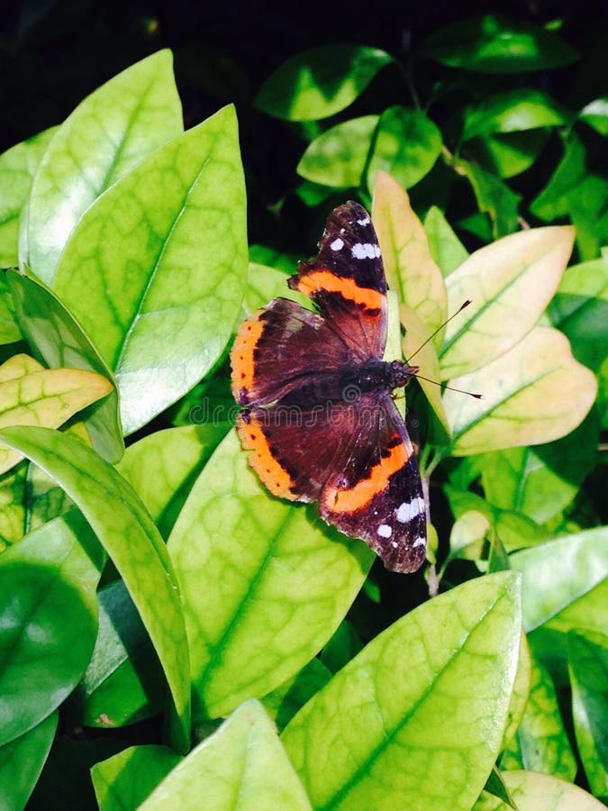 Vibrant butterfly editorial photo. Image of butterfly - 70755921