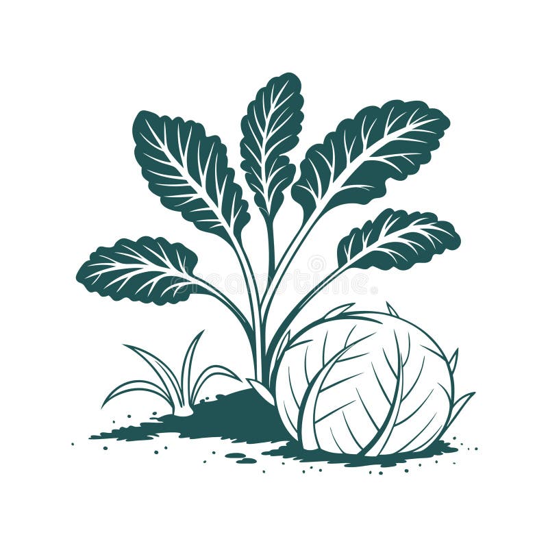 Vibrant Cabbage Plant Houseplant Design Stock Illustration ...