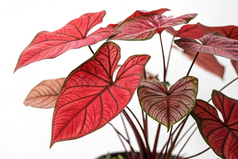 Vibrant Caladium Red Flash Plant Isolated Stock Illustration ...