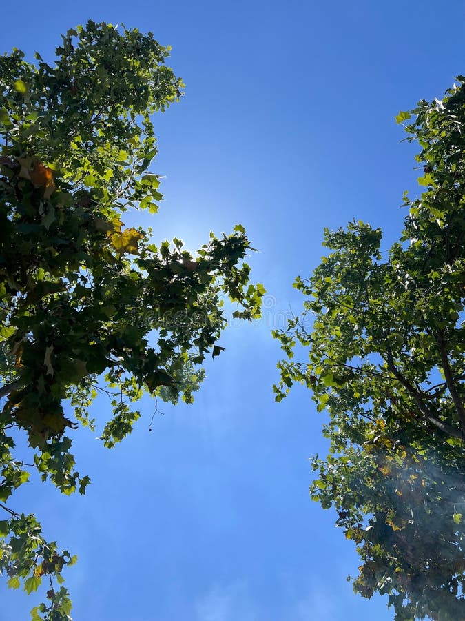 A Low Angle Shot of Tree Tops Illuminated by Sunlight Stock Photo ...