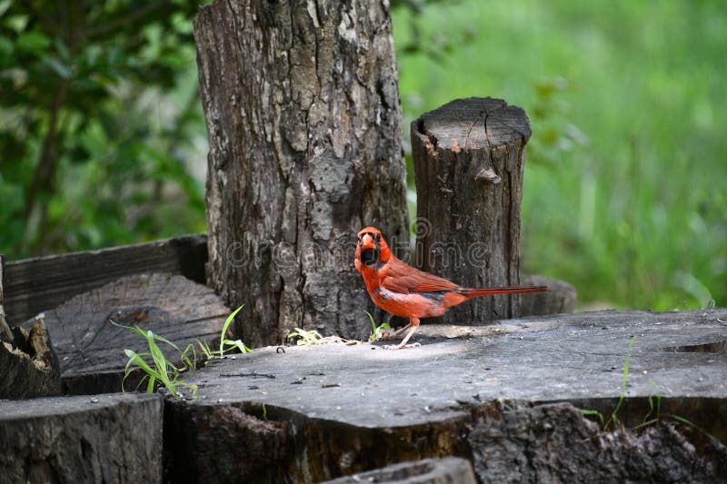 Cardinal Bird Tree Stump Forest Stock Photos - Free & Royalty-Free ...