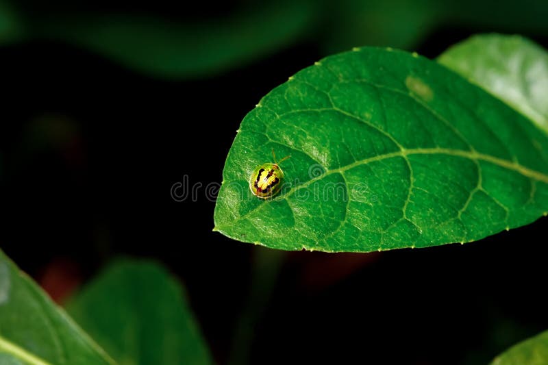 Circumdata Beetle Stock Photos - Free & Royalty-Free Stock Photos from ...