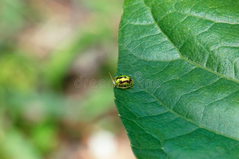 Vibrant Cassida Circumdata Beetle (Cassida Circumdata Herbst) on Green ...