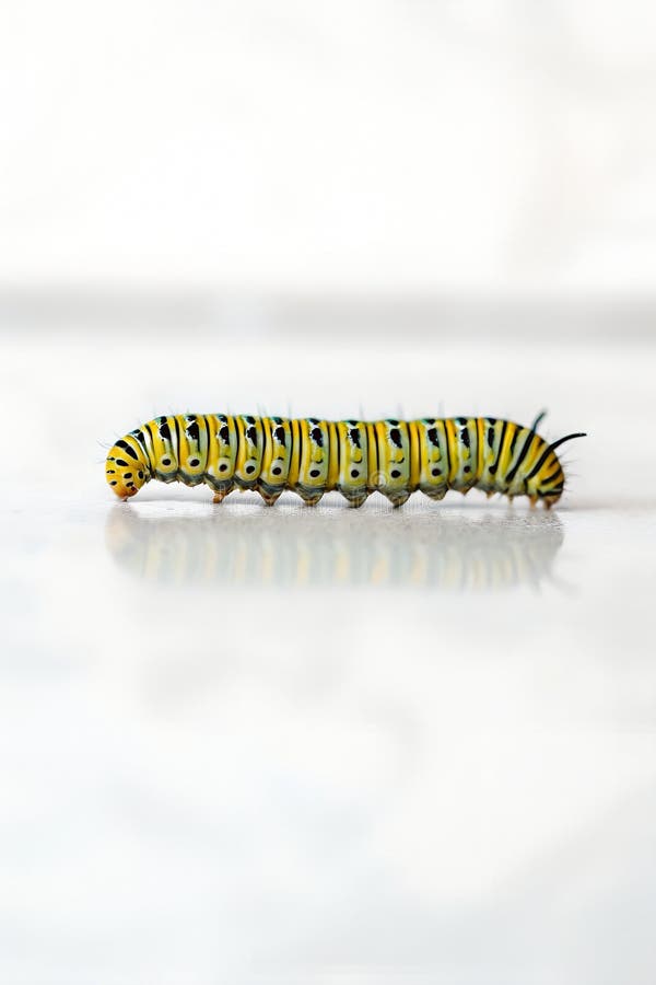Vibrant Caterpillar Crawling on a Smooth Surface in a Bright, Natural ...