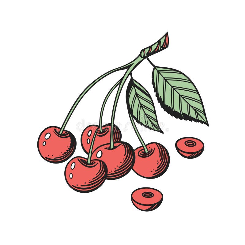 Vibrant Cherries Clustered with Leaves in Graphic Style Stock ...
