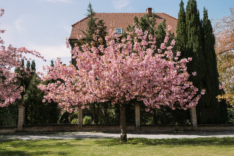 A Vibrant Cherry Blossom Tree in Full Bloom Stands before a Traditional ...