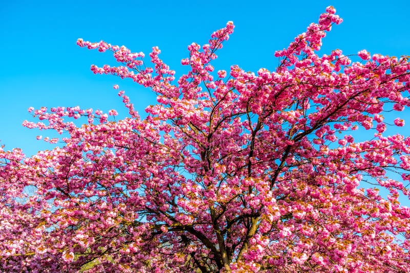 Vibrant Cherry Tree Sakura on Blue Sky during Spring Stock Photo ...
