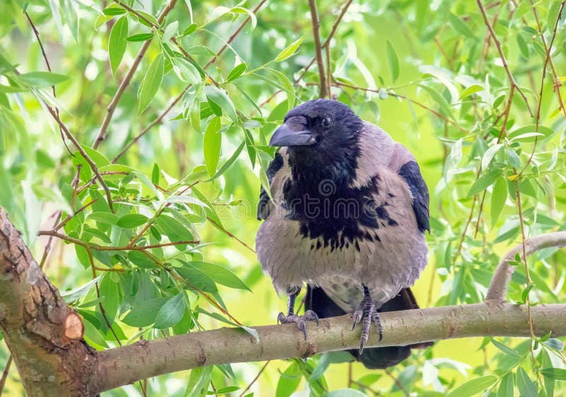 Vibrant Close Up Image of Raven Bird on Summer Tree Branch in Daytime ...
