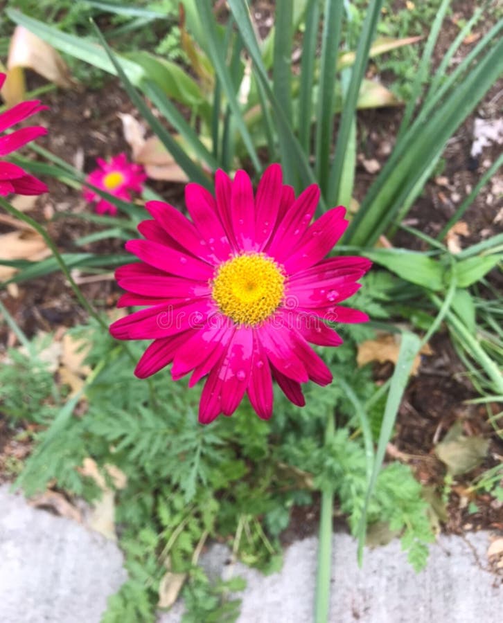 Vibrant Close-up of a Pyrethrum in a Lush Garden Setting Stock Image ...