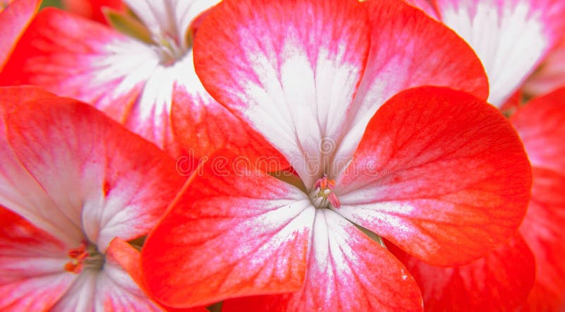 Vibrant Close-up Shot of an Array of Red and White Geraniums. Stock ...